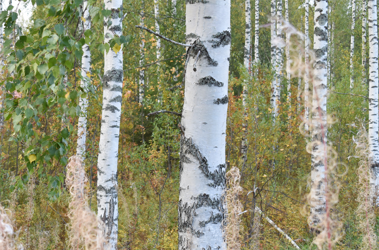 Vaarojensanomat: Vaarojen Sanomat